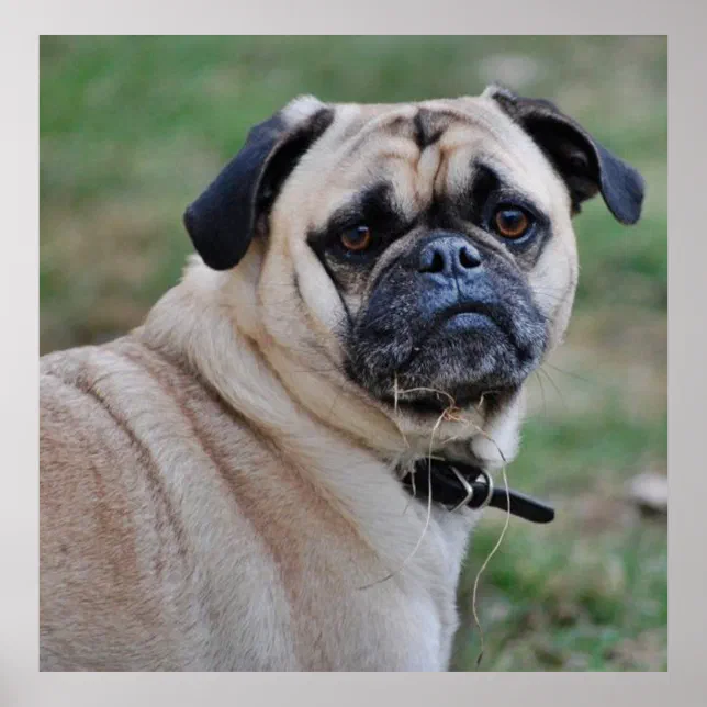 Cute Pug Poster | Zazzle