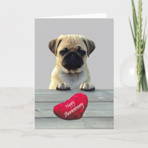 Cute Pug Wishing Happy Anniversary greeting card | Zazzle