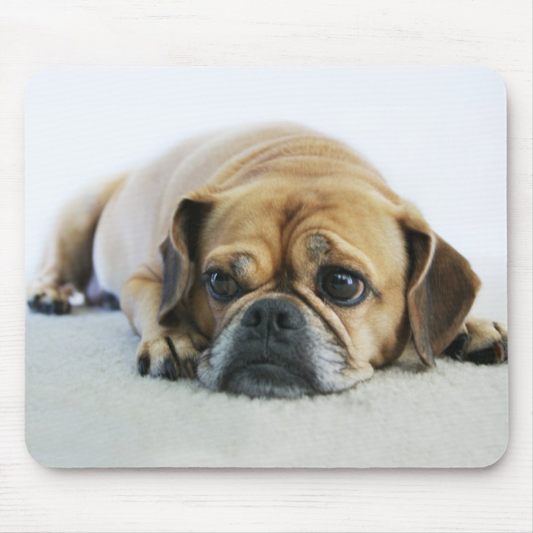 Cute Puggle Mousepad | Zazzle