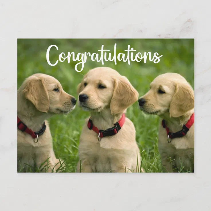 Cute Puppy Dog Golden Retriever Congratulations Postcard | Zazzle