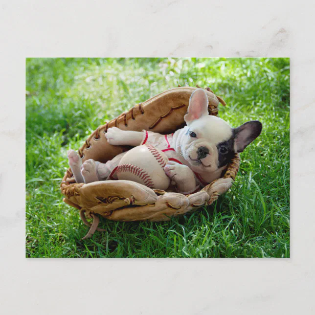Cute Puppy in a Baseball Mitt Postcard | Zazzle