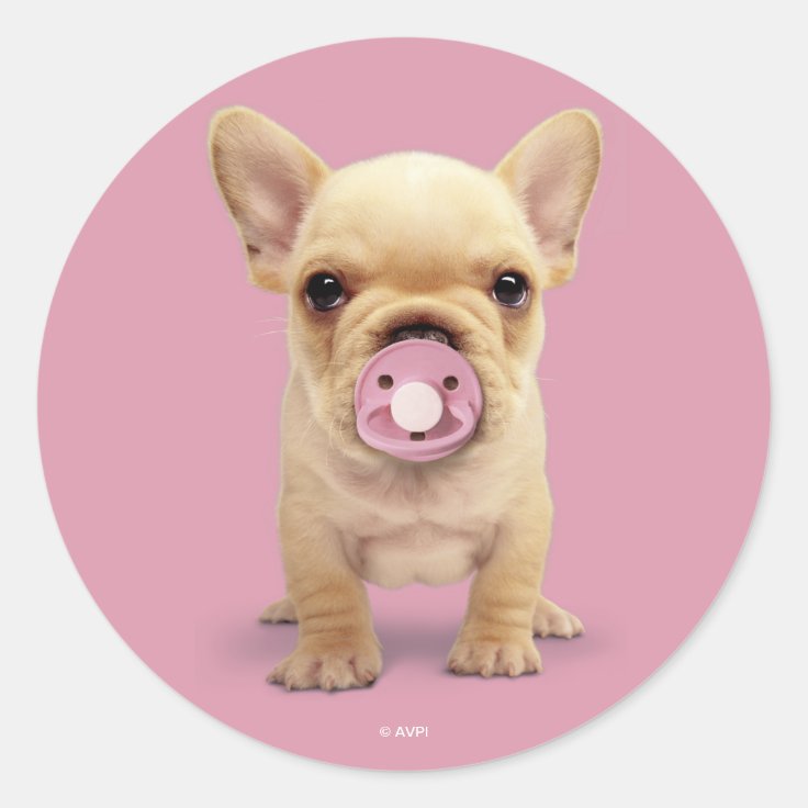 Cute Puppy with Pacifier Classic Round Sticker | Zazzle