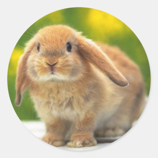 Rabbit Stickers | Zazzle