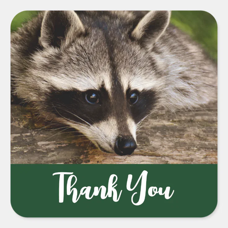Cute Raccoon Resting on a Log Thank You Square Sticker | Zazzle