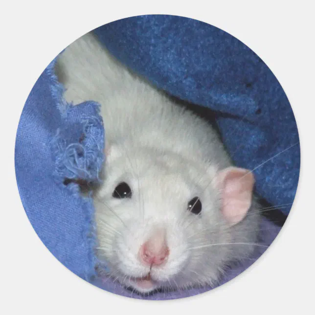 Cute Rat Stickers | Zazzle