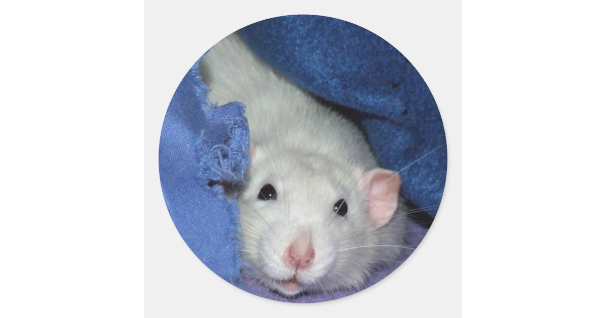 Cute Rat Stickers | Zazzle