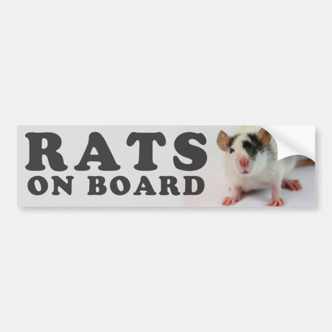 (Cute) Rats on board Bumper Sticker | Zazzle