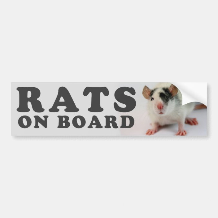 (Cute) Rats on board Bumper Sticker | Zazzle