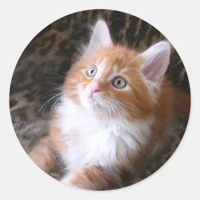 Cute red kitten stickers | Zazzle