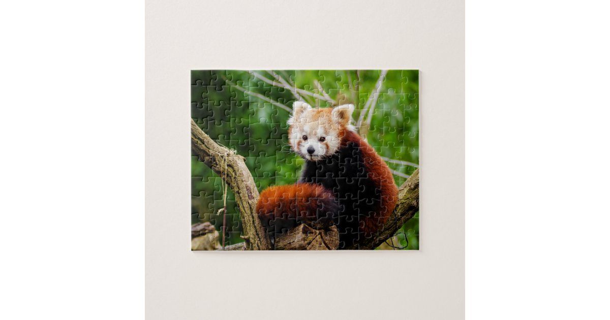 Cute Red Panda Bear Jigsaw Puzzle | Zazzle