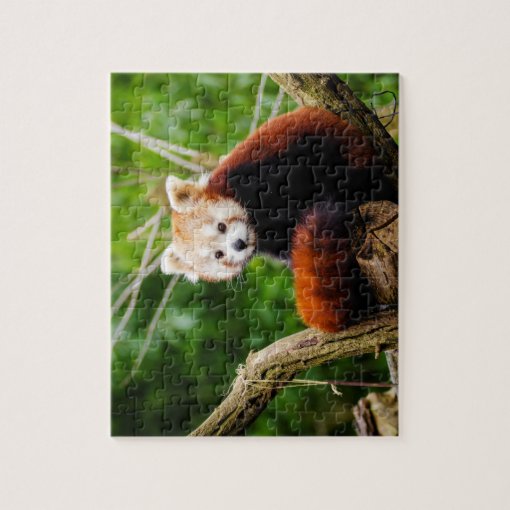 Cute Red Panda Bear Jigsaw Puzzle | Zazzle