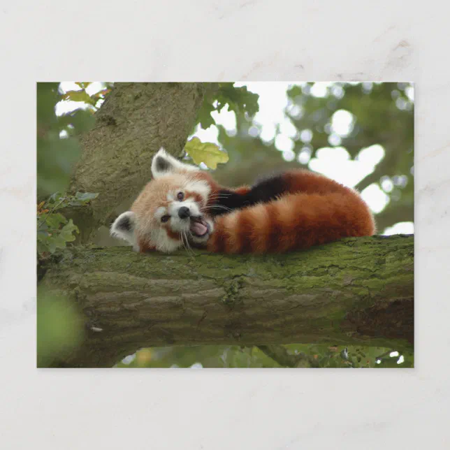 Cute Red Panda Bear Nature Destiny Postcard | Zazzle