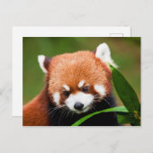 Cute Red Panda Postcard | Zazzle