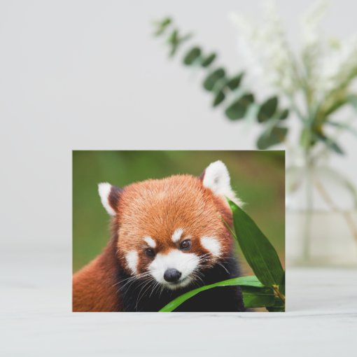 Cute Red Panda Postcard | Zazzle