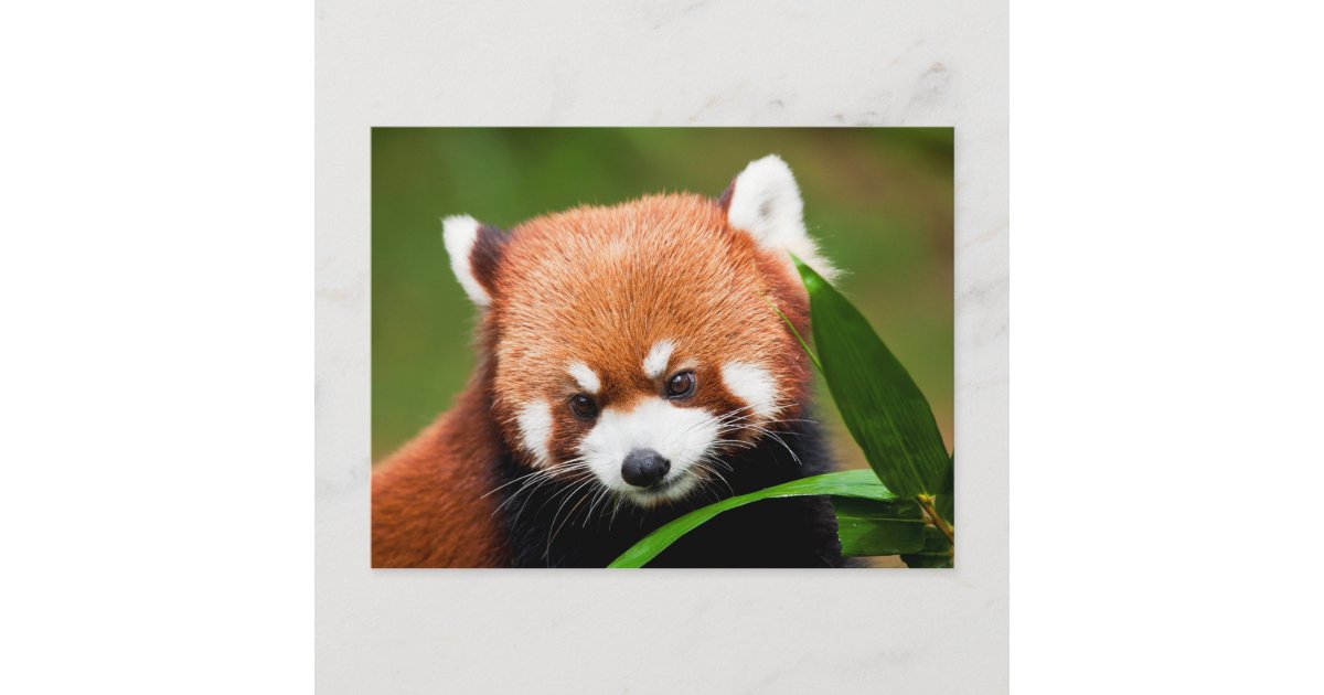 Cute Red Panda Postcard | Zazzle