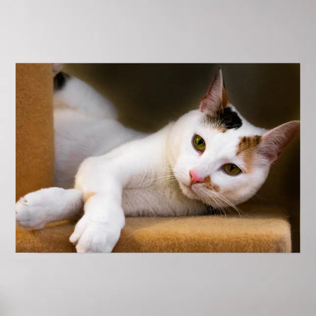 Cute Relaxing White Calico Cat Poster | Zazzle