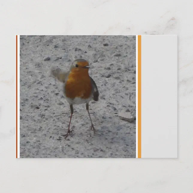 Cute Robin DIY Postcard | Zazzle