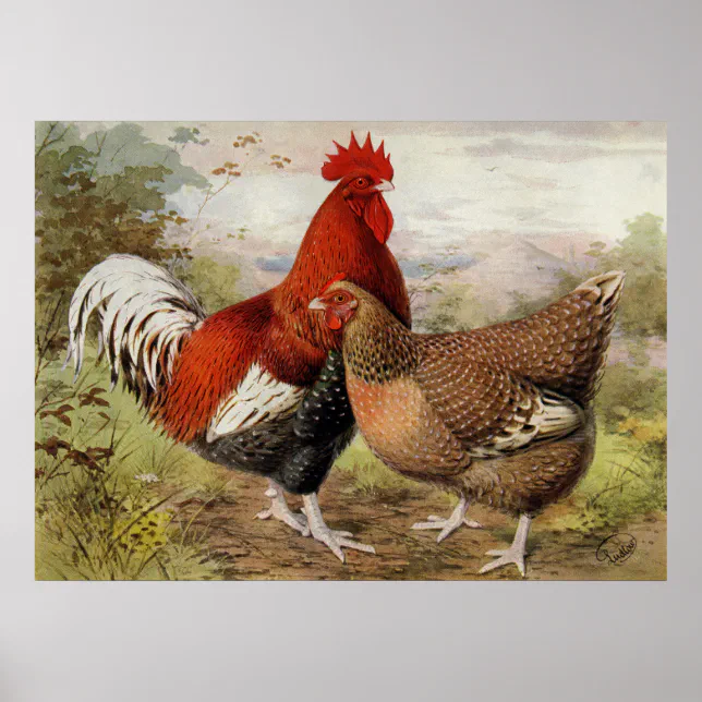 Cute rooster and chicken Country kitchen Poster | Zazzle