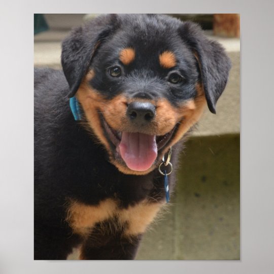 Cute Rottie Puppy Poster | Zazzle.com