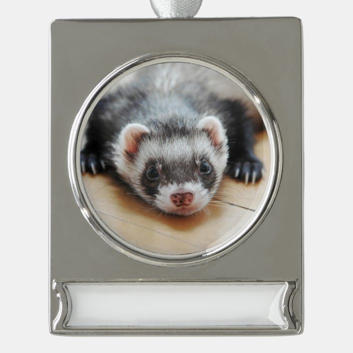 Cute Sable Ferret Silver Plated Banner Ornament | Zazzle.com
