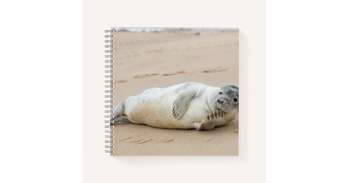 Cute Seal Posing on a Beach Notebook | Zazzle