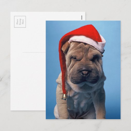 Cute Shar Pei puppy with Christmas hat Holiday Postcard | Zazzle