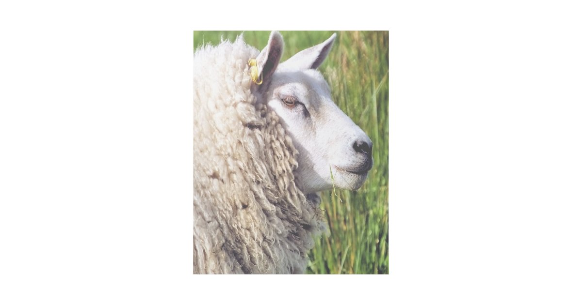 CUTE SHEEP GALLERY WRAP | Zazzle