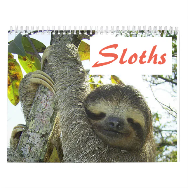 Cute Sloth Pictures | Adorable Sloth Photos Calendar | Zazzle