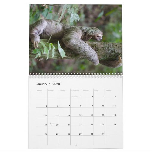 Cute Sloth Pictures | Adorable Sloth Photos Calendar | Zazzle