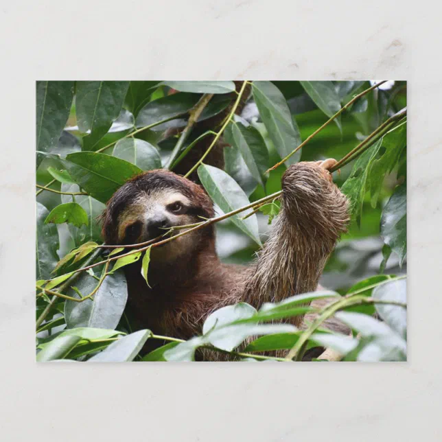 Cute sloth postcard | Zazzle