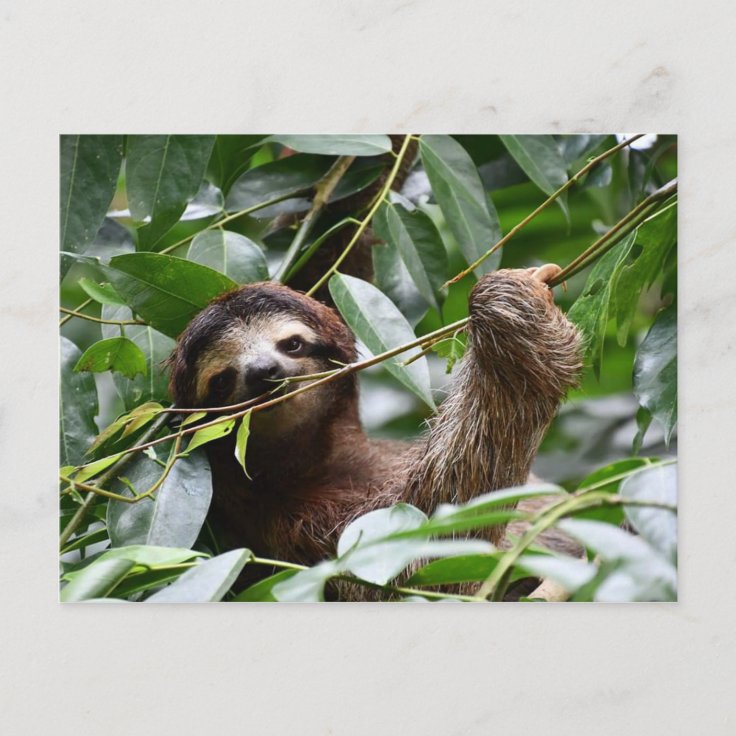 Cute sloth postcard | Zazzle