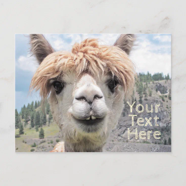 Cute Smiling Alpaca Photo Image Postcard | Zazzle