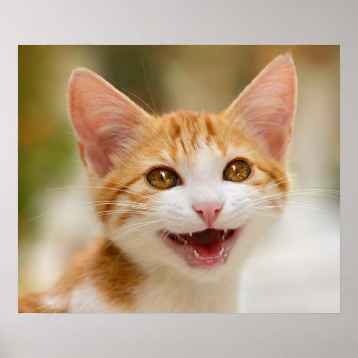 Cute Smiling Kitten Face Funny Cat Meow Photo Poster | Zazzle