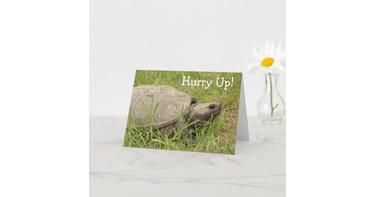 Cute Snapping Turtle Get Well Card | Zazzle