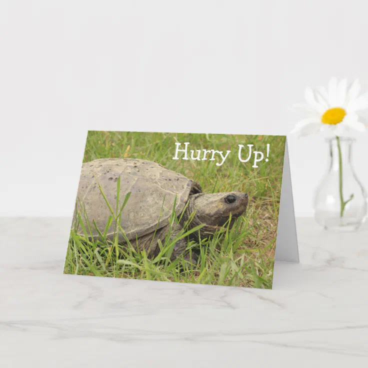 Cute Snapping Turtle Get Well Card | Zazzle