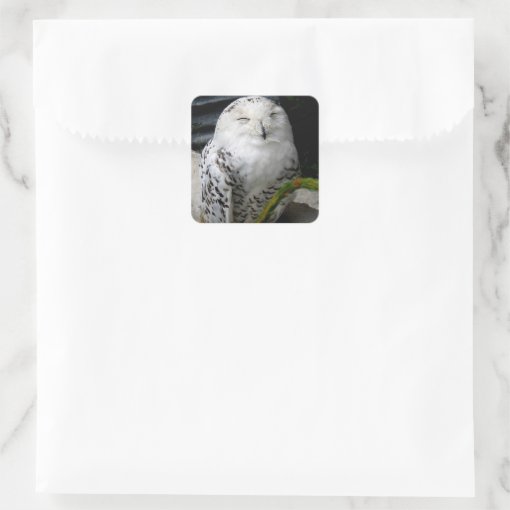 Cute Snowy Owl Square Sticker | Zazzle