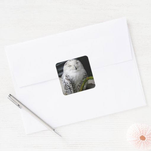 Cute Snowy Owl Square Sticker | Zazzle