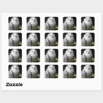 Cute Snowy Owl Square Sticker | Zazzle