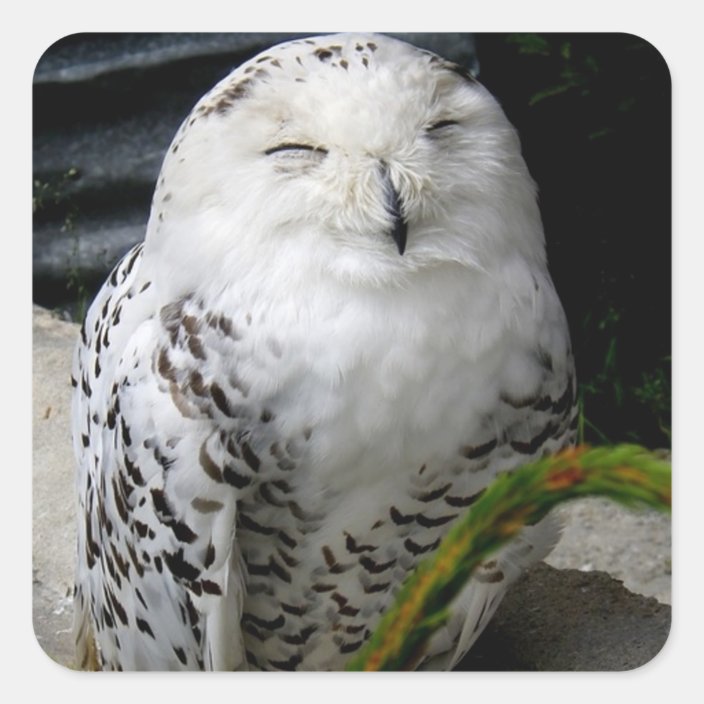 Cute Snowy Owl Square Sticker | Zazzle