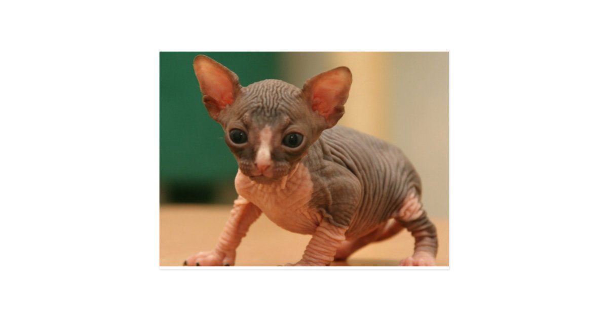 Cute sphynx kitten postcard | Zazzle.com