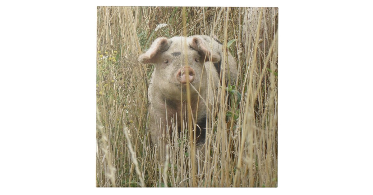 Cute Spotty Pig Tile | Zazzle