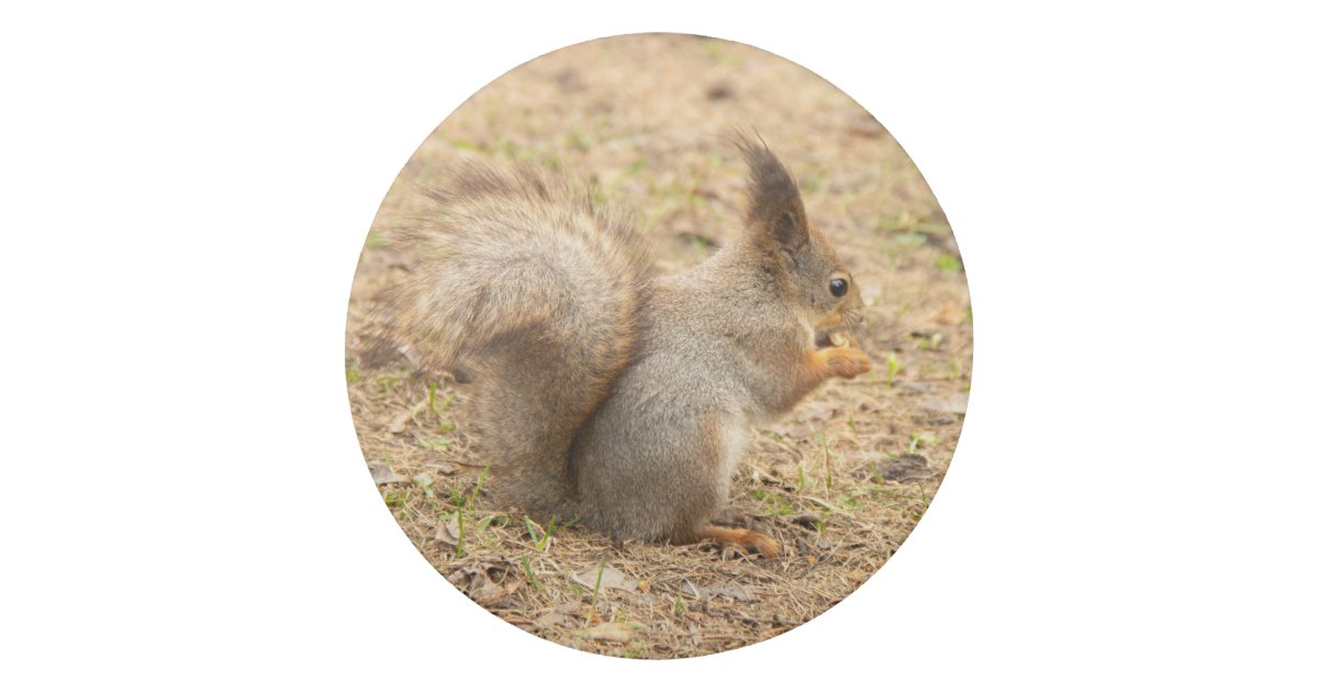 Cute squirrel eats a nut photo eraser | Zazzle