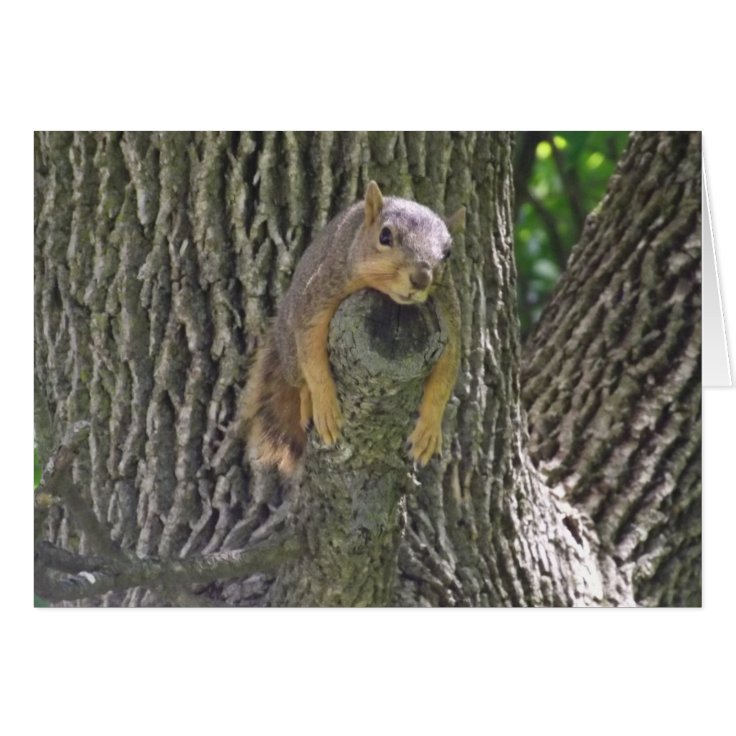 Cute Squirrel in Tree Lazy Day Card | Zazzle