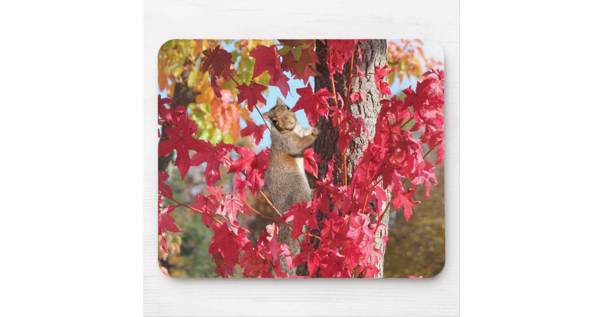 Cute Squirrel Mouse Pad | Zazzle