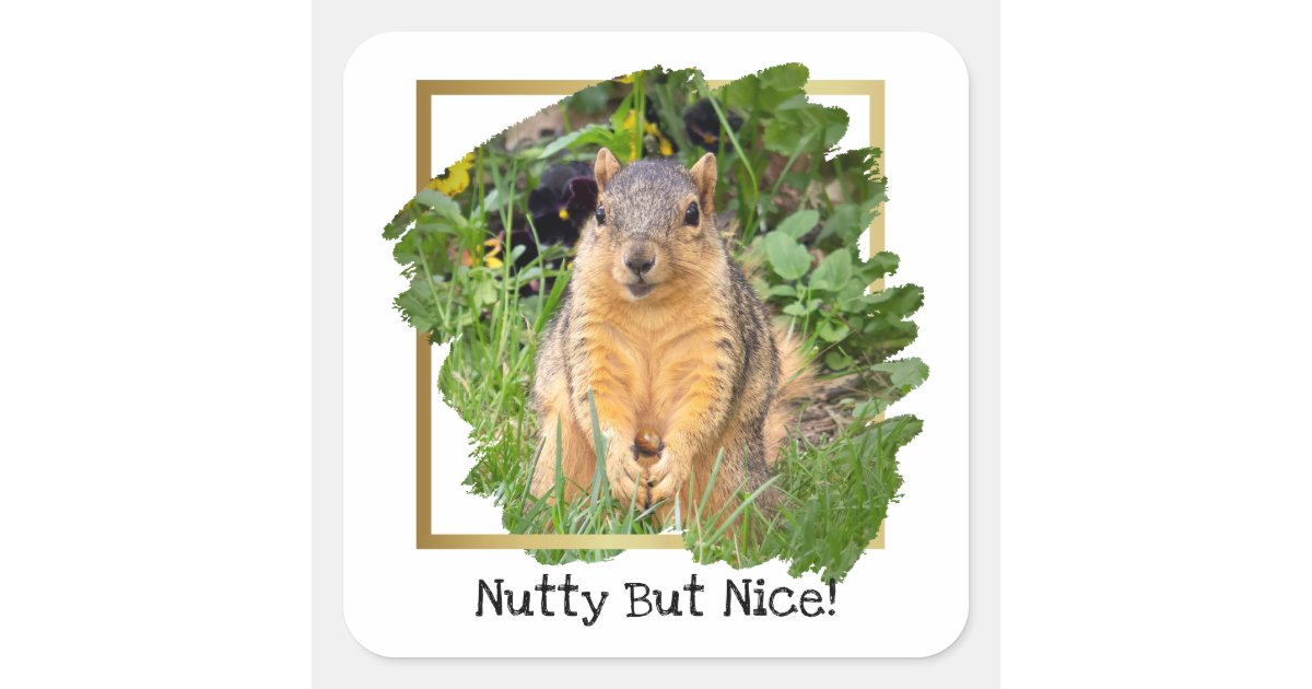 Cute Squirrel Nutty But Nice Square Sticker | Zazzle