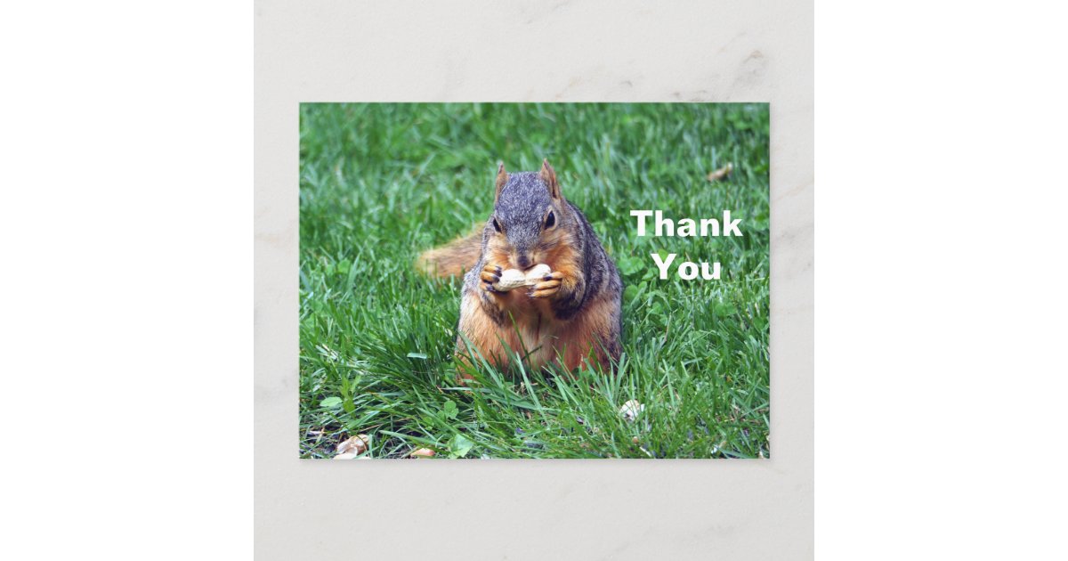 Cute Squirrel Peanut Photo Thank You Postcard | Zazzle