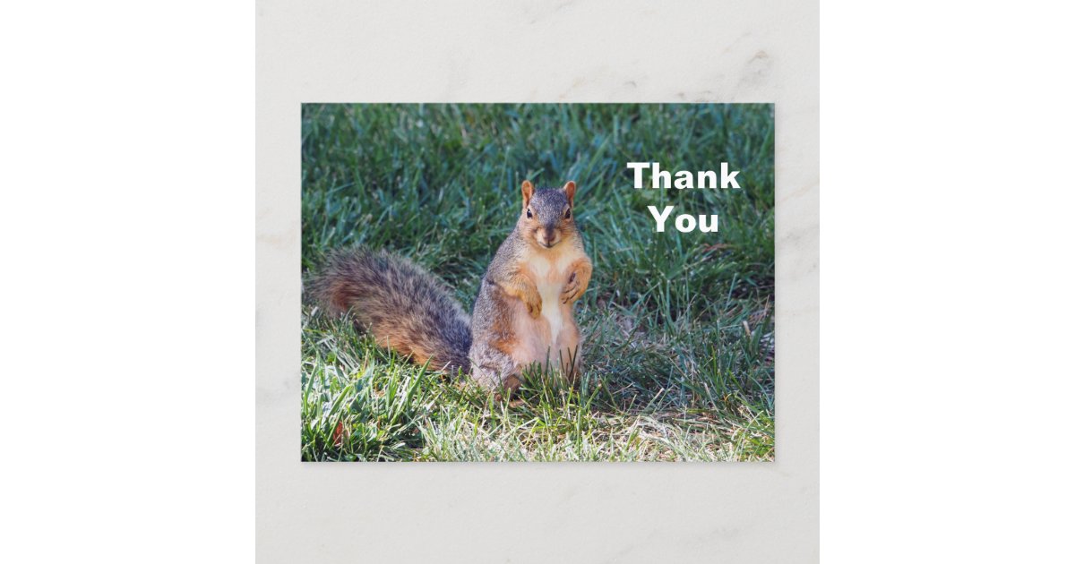 Cute Squirrel Photo Thank You Postcard | Zazzle