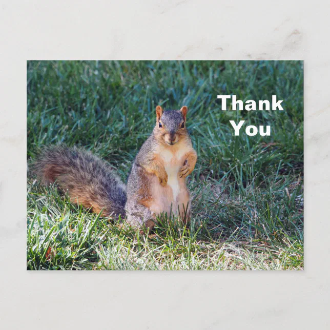 Cute Squirrel Photo Thank You Postcard | Zazzle