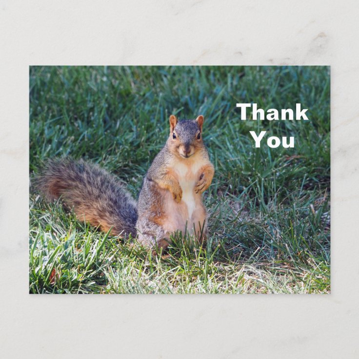 Cute Squirrel Photo Thank You Postcard | Zazzle