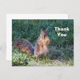 Cute Squirrel Photo Thank You Postcard | Zazzle